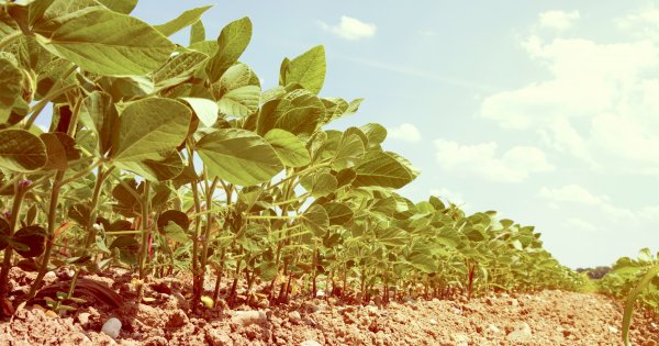 Soy Long | Atlas Indicators Investment Advisors